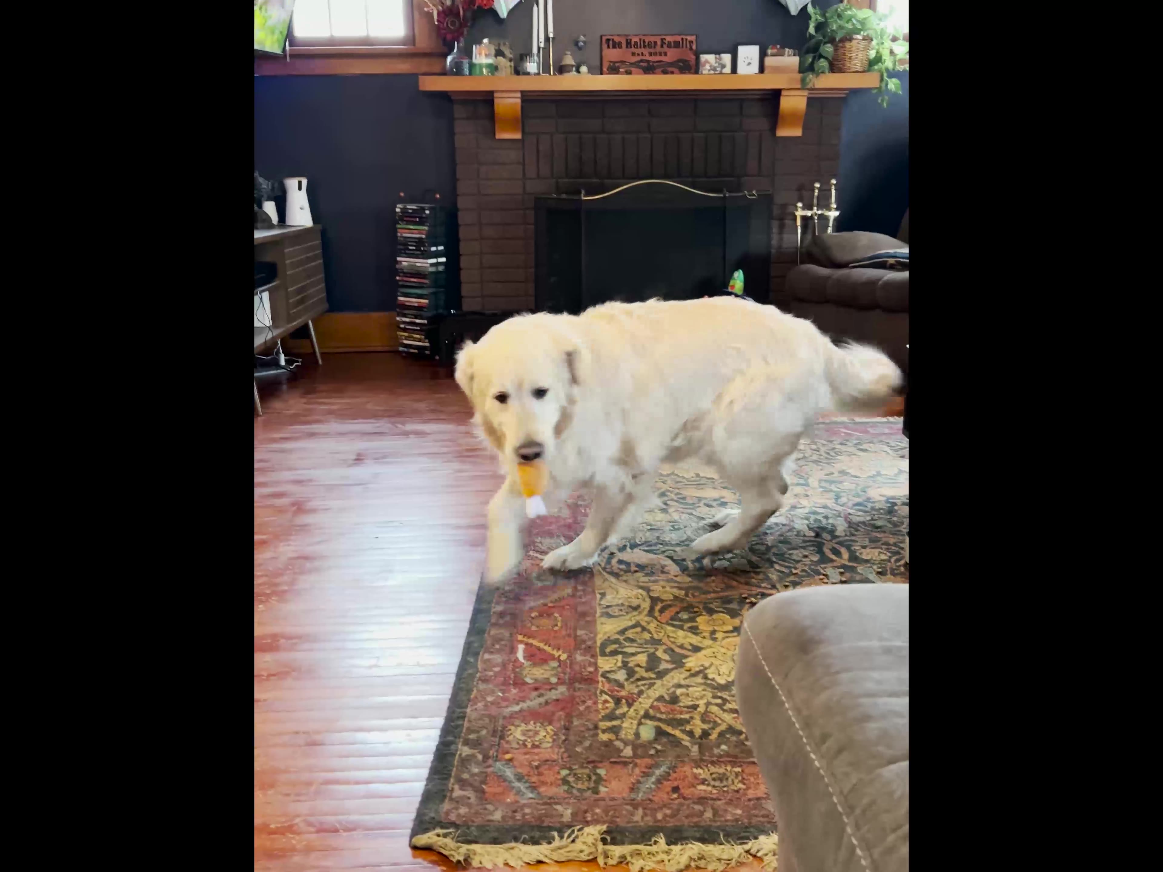 Bruce the golden retriever – WANE 15