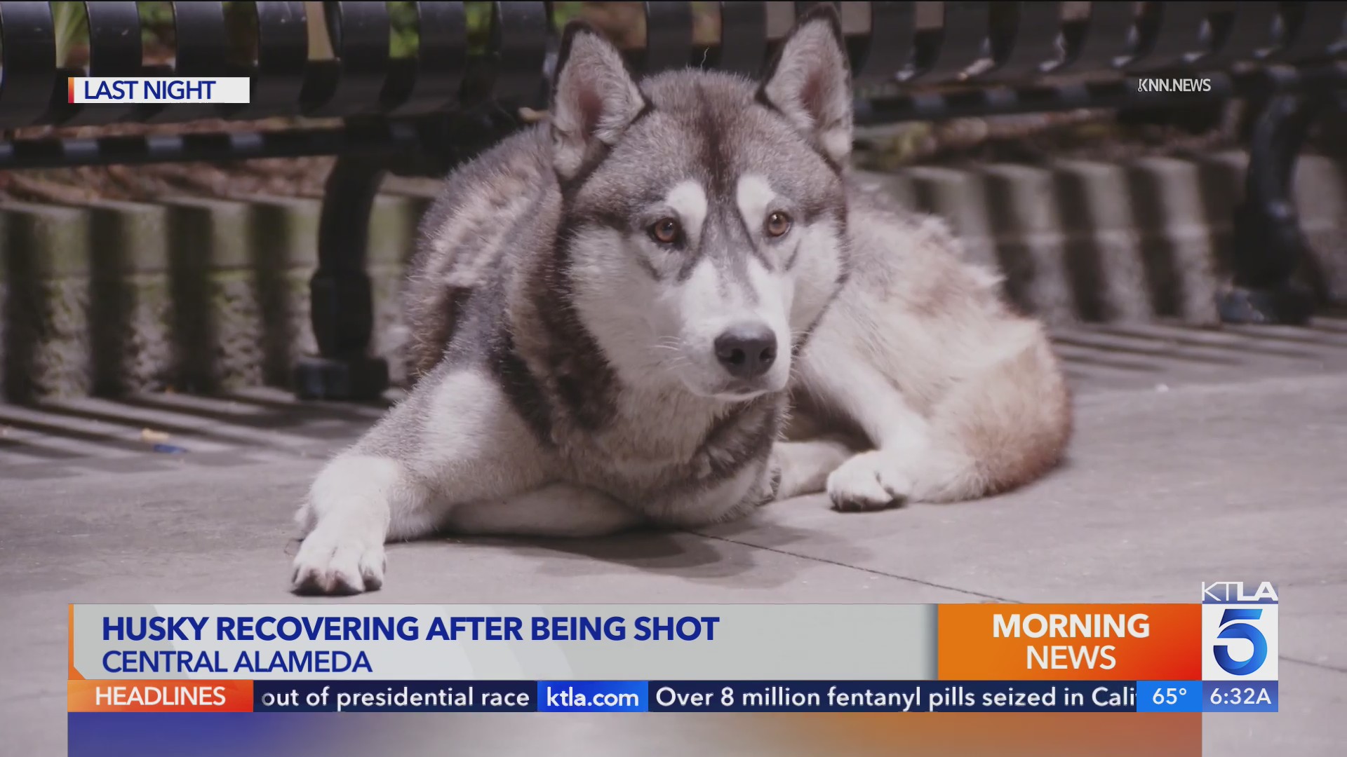 Husky recovering after being shot in Los Angeles – KTLA