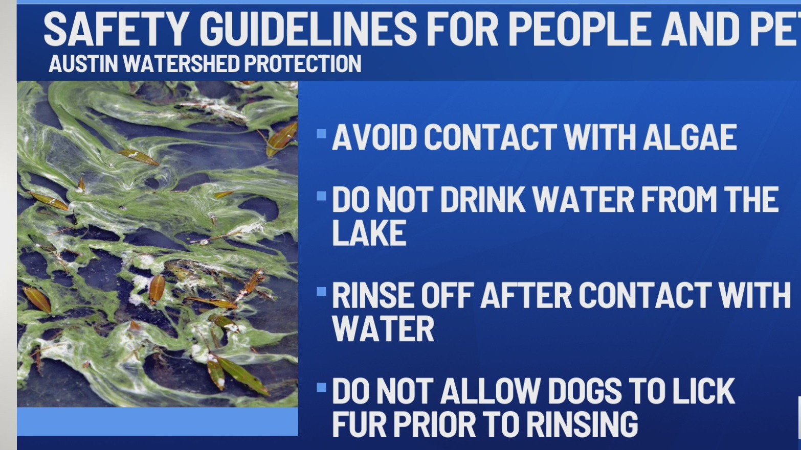 Rapid change’: Potentially toxic blue-green algae mats found at Red Bud ...