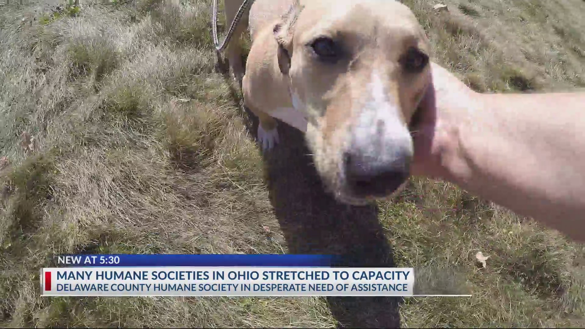 Many humane societies in Ohio stretched to capacity – NBC4 WCMH-TV