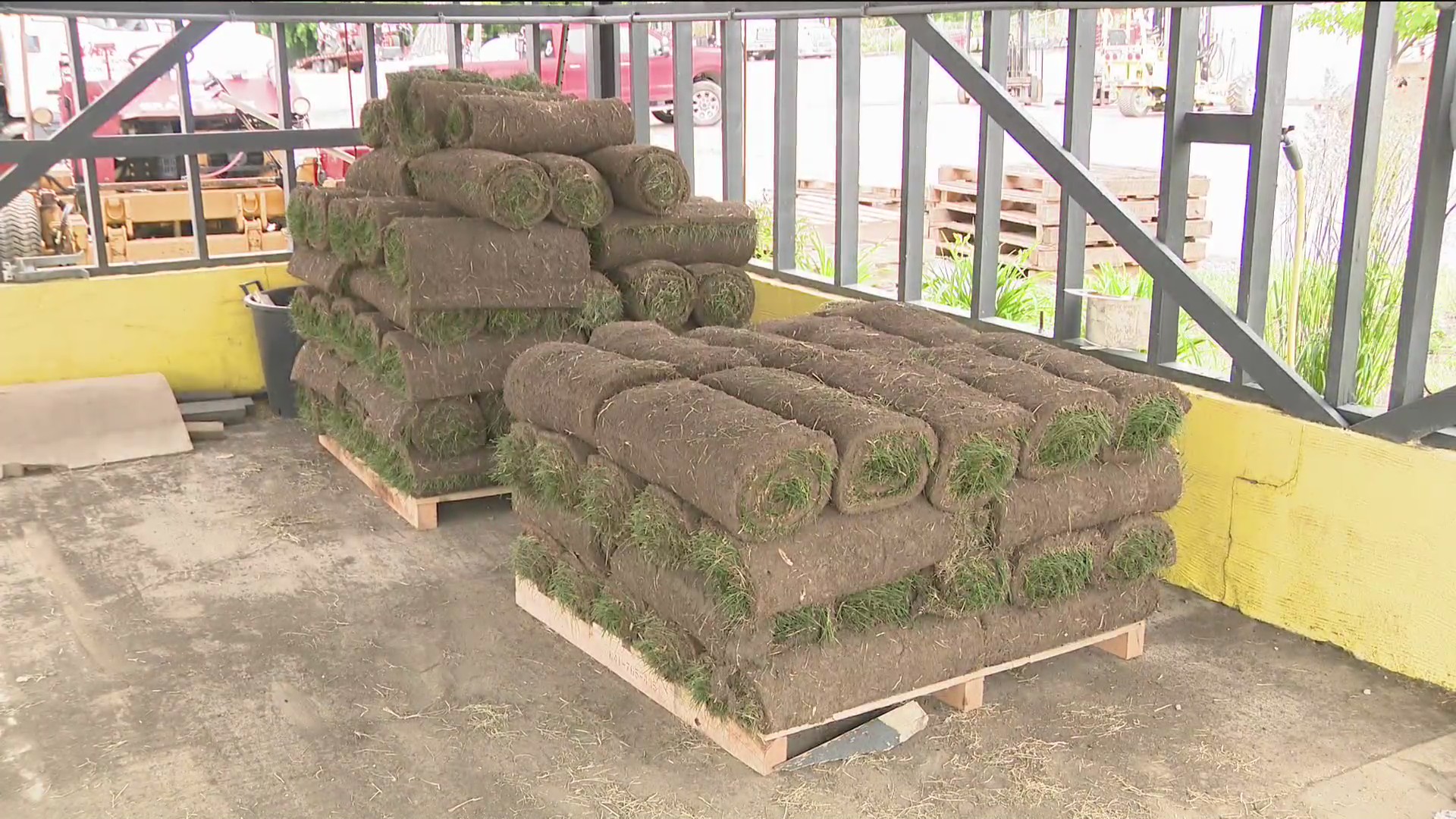 Sod and landscaping companies pivot as lawn watering ban nears one week ...