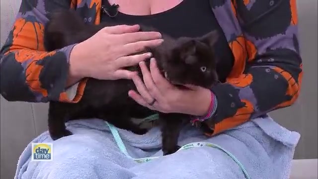 Farron’s Furever Friends | Daytime – WFLA