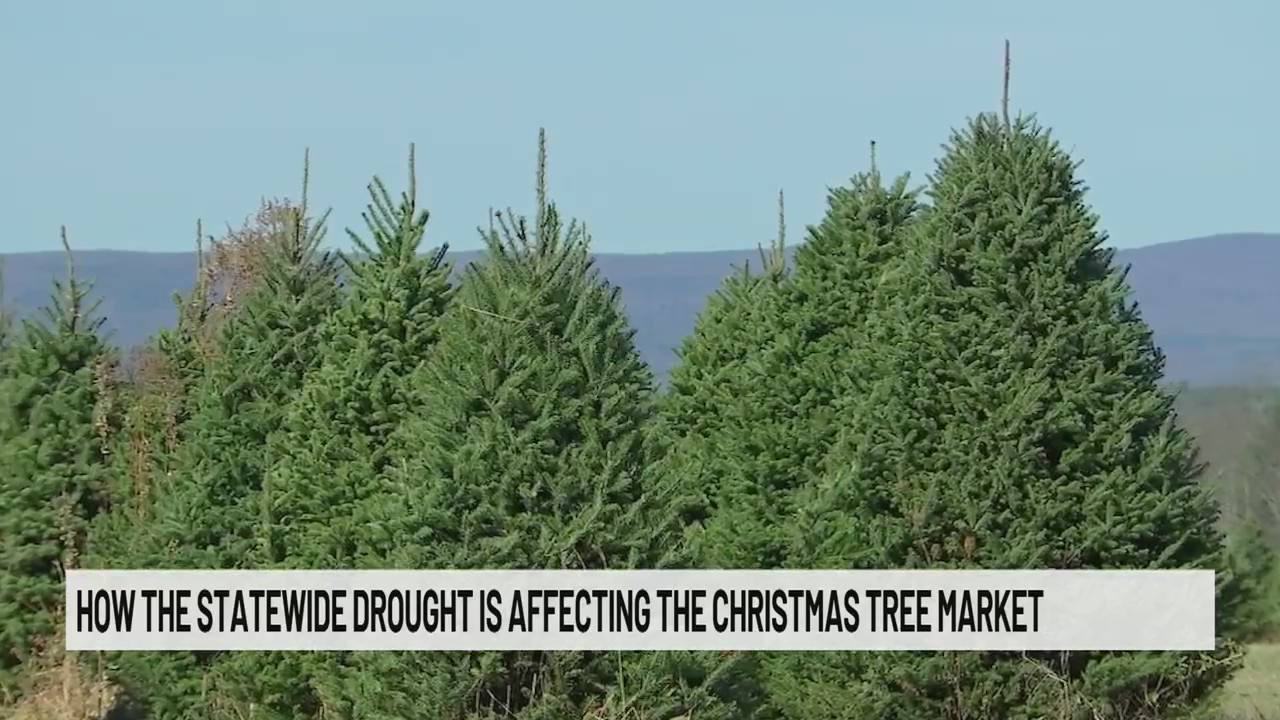 Christmas preparation at Herba’s Tree Farm – NEWS10 ABC
