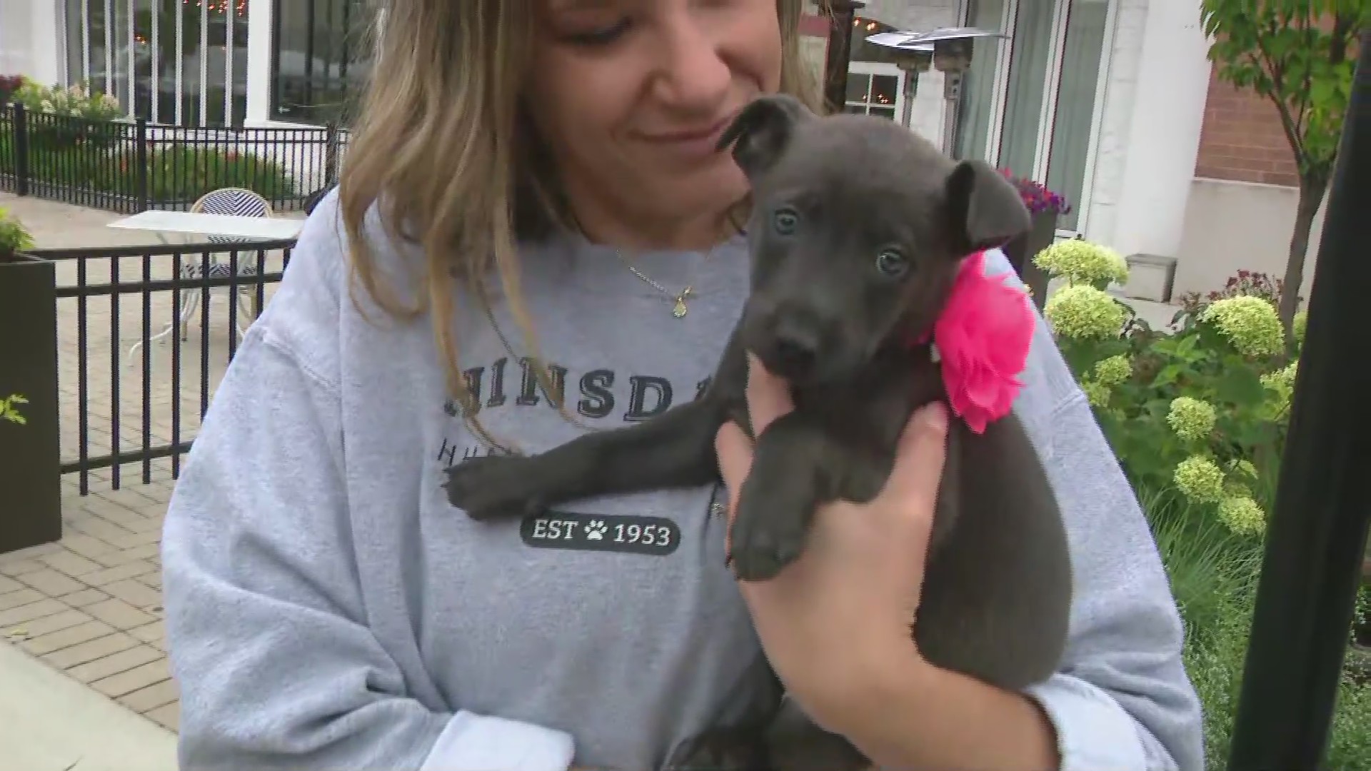 Weekend Break: Dog Celebration Day with the Hinsdale Humane Society ...