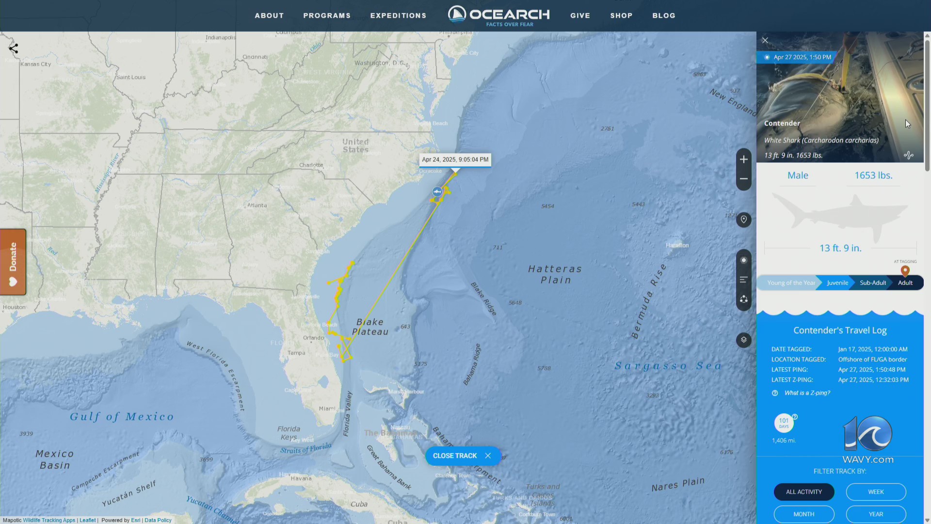 Great white shark pings off NC coast – WAVY.com