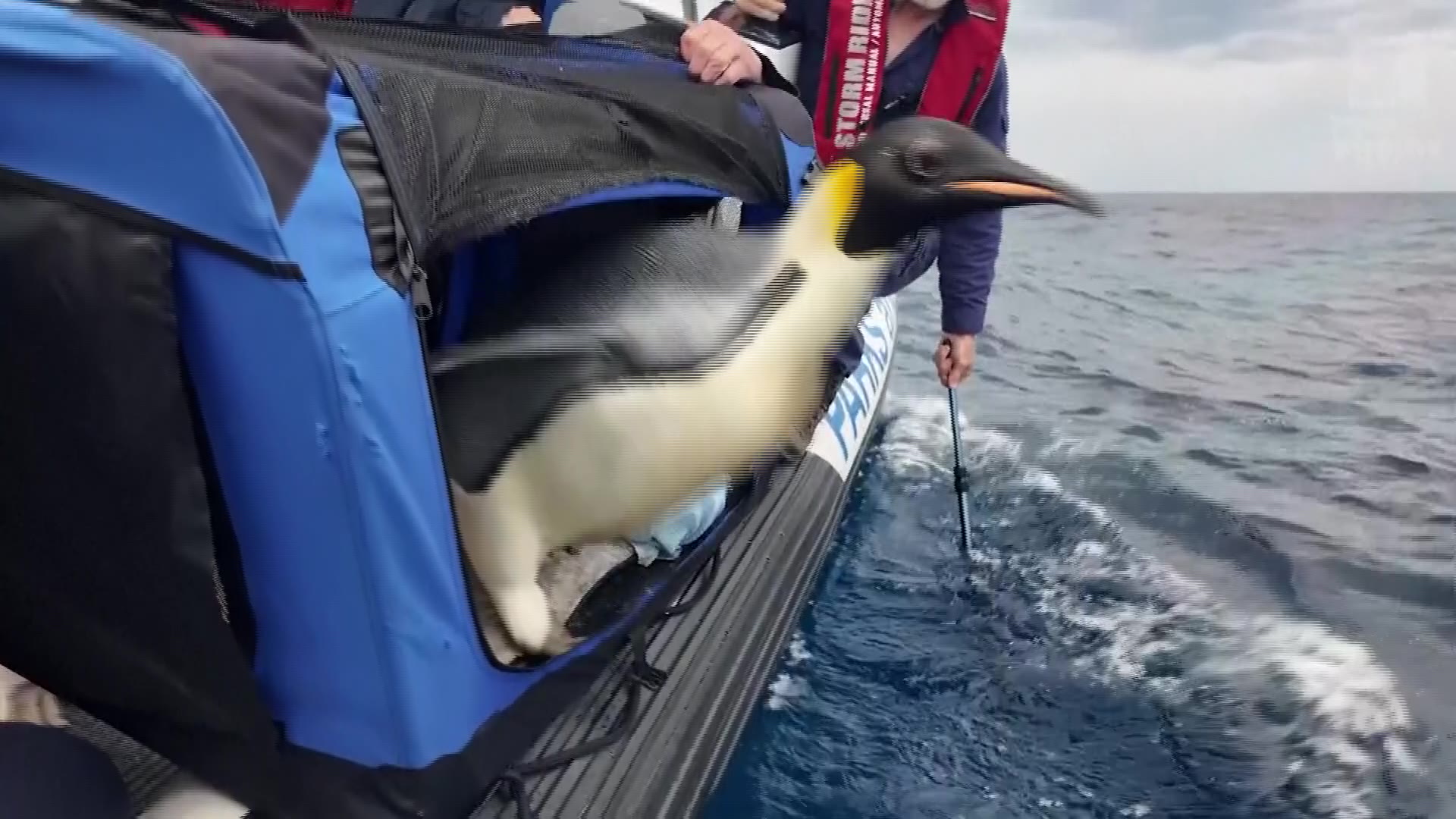 Emperor penguin released at sea after waddling onto Aussie beach – KLRT ...