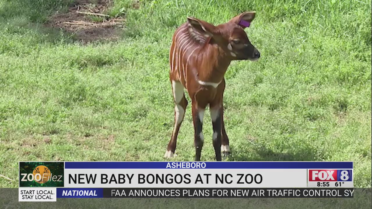 New baby bongos at the North Carolina Zoo – FOX8 WGHP