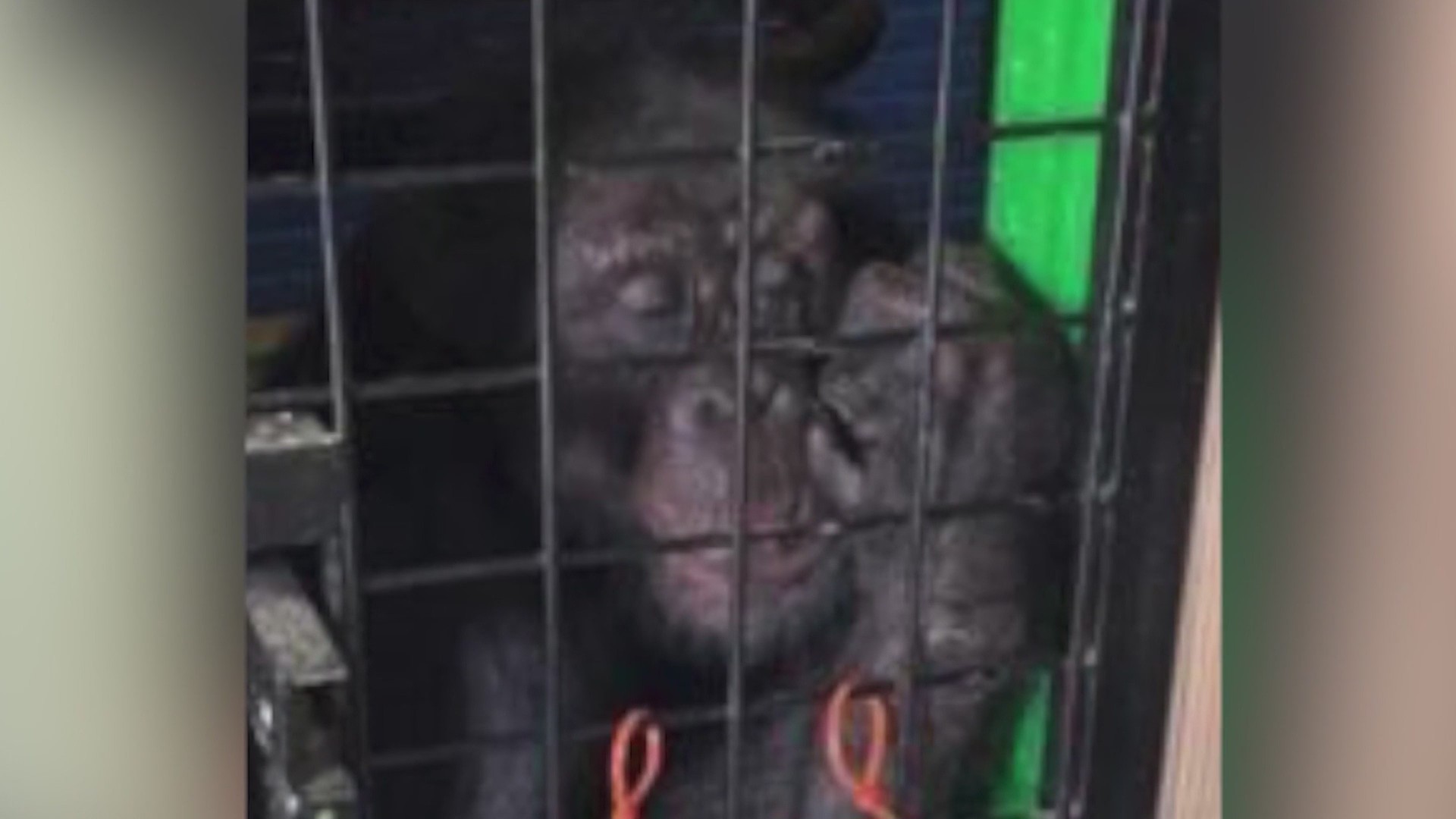 Basement clues, ‘fresh dung’ led feds to hidden chimp discovery – FOX 2