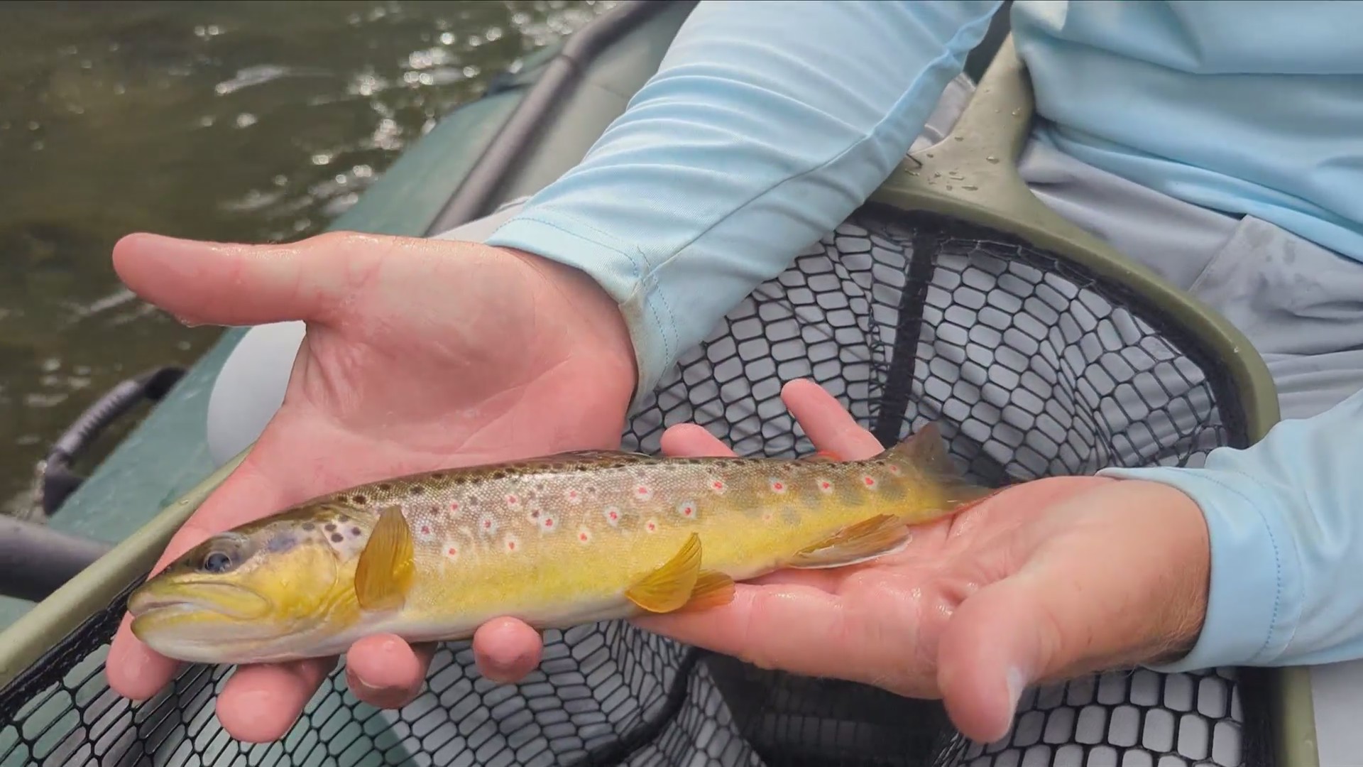 Outdoors Bound: Smith River Brown Trout – FOX 2