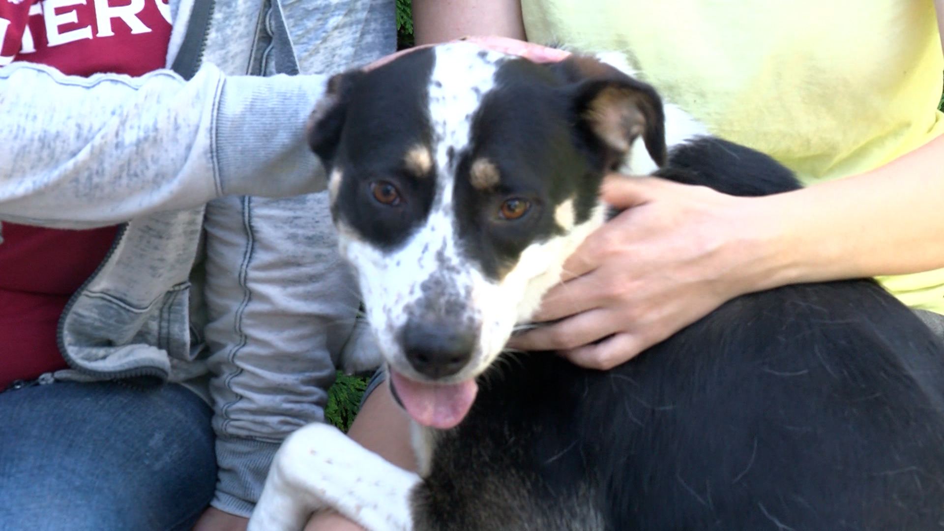Jet Pet: Cinnamon – WJET/WFXP/YourErie.com