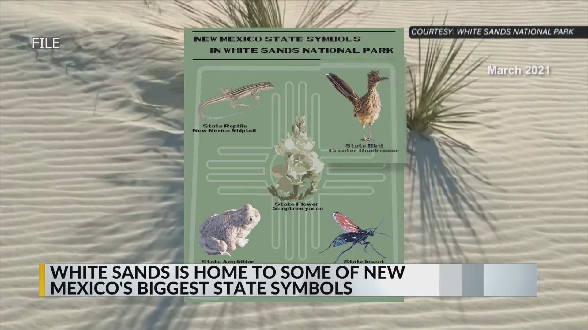 National New Mexico day honors unique state symbols and wildlife – KRQE ...