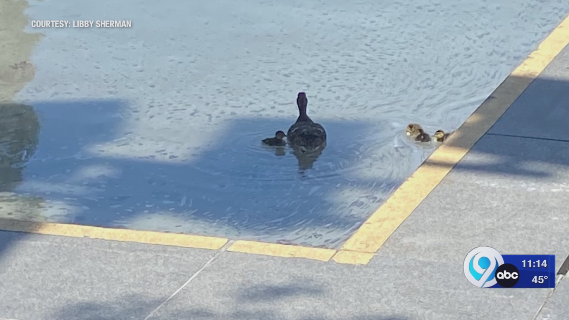 Mother’s Day Miracle; Three ducklings reunited with mom after getting ...