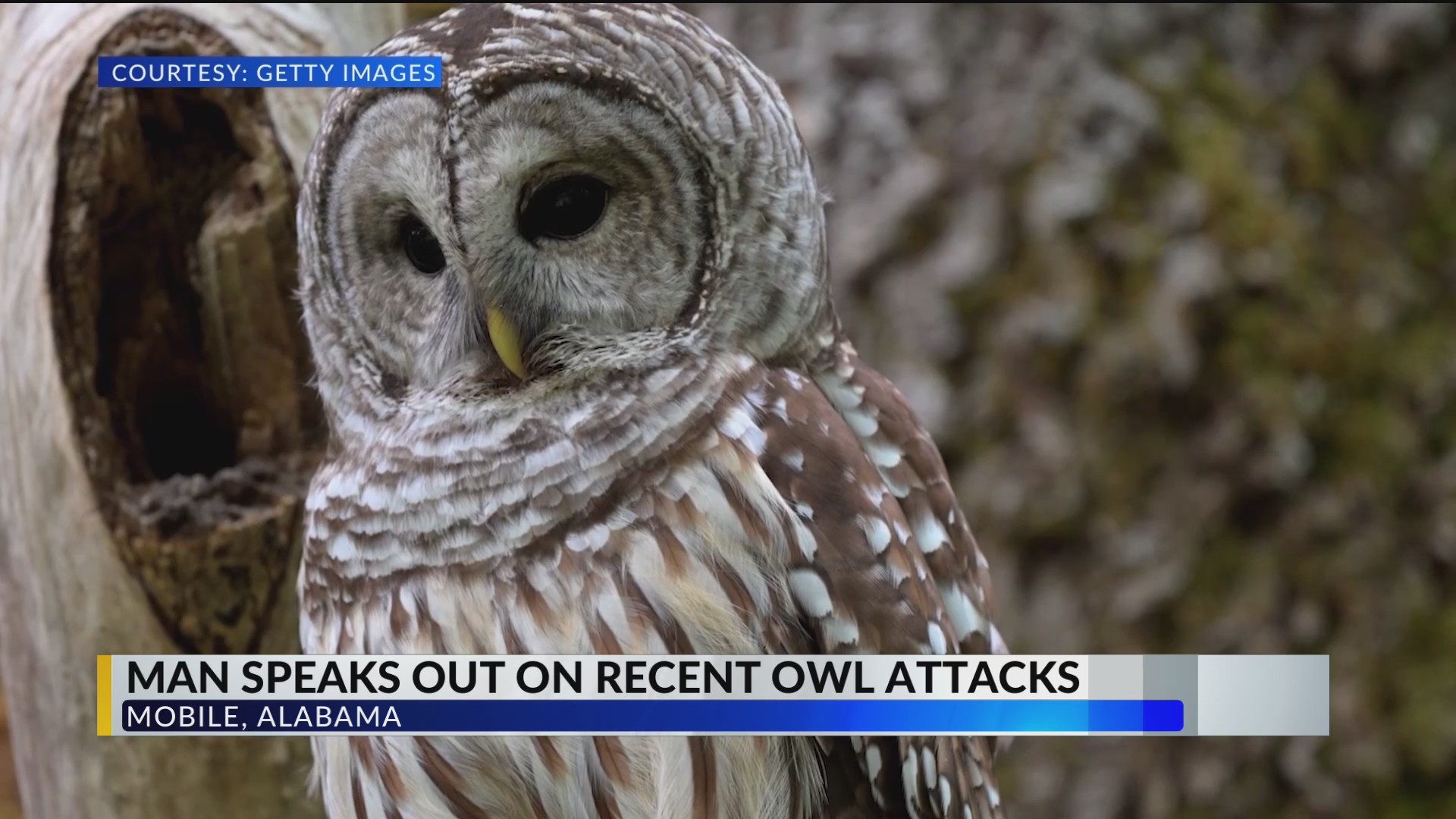 Man attacked by owl twice in less than a week in Mobile – WKRG News 5