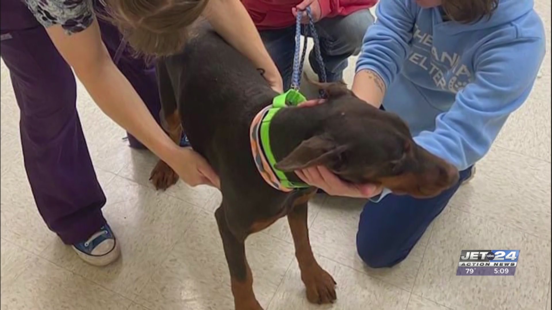 ANNA Shelter rescues over one dozen Doberman pinschers – WJET/WFXP ...