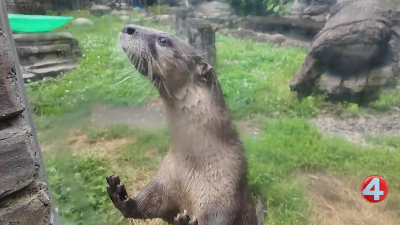 Cedrick the otter marks newest addition to Buffalo Zoo – News 4 Buffalo