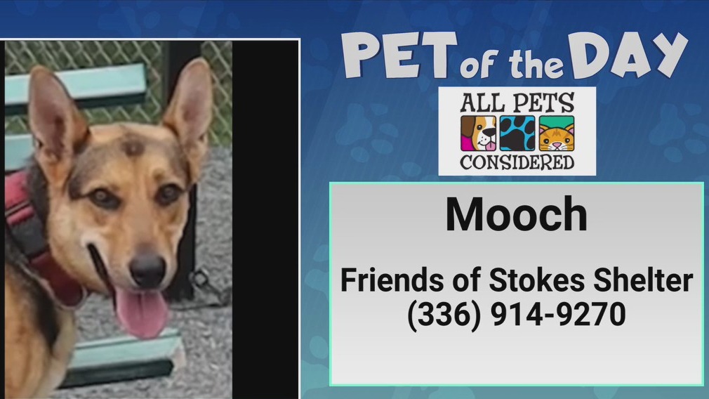 Pet of the Day: Give Mooch a smooch! – FOX8 WGHP