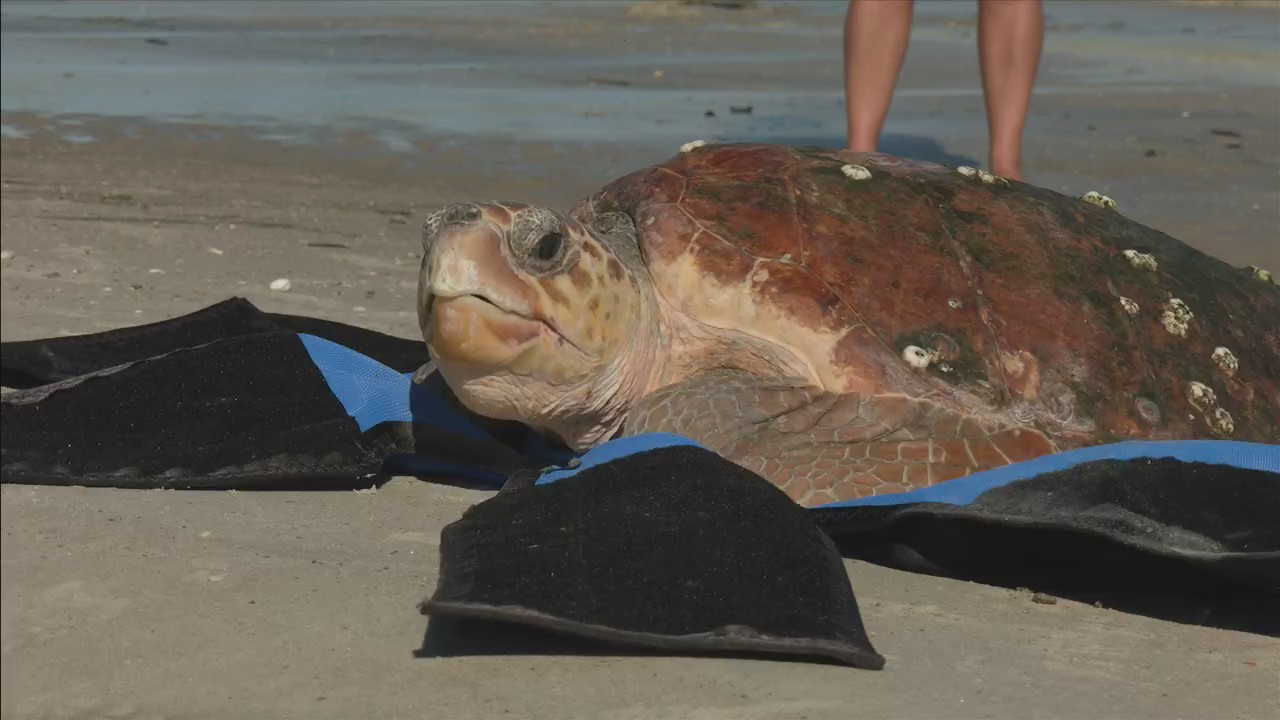 Gulf World Marine Institute Releases Loggerhead Sea Turtle ‘Arrow’ Back ...