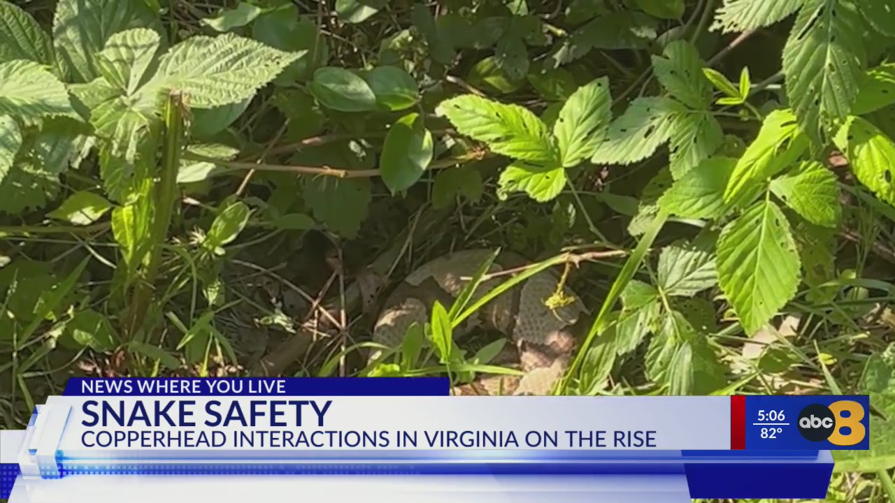 Copperhead spotting in Central Virginia: What you need to know this ...