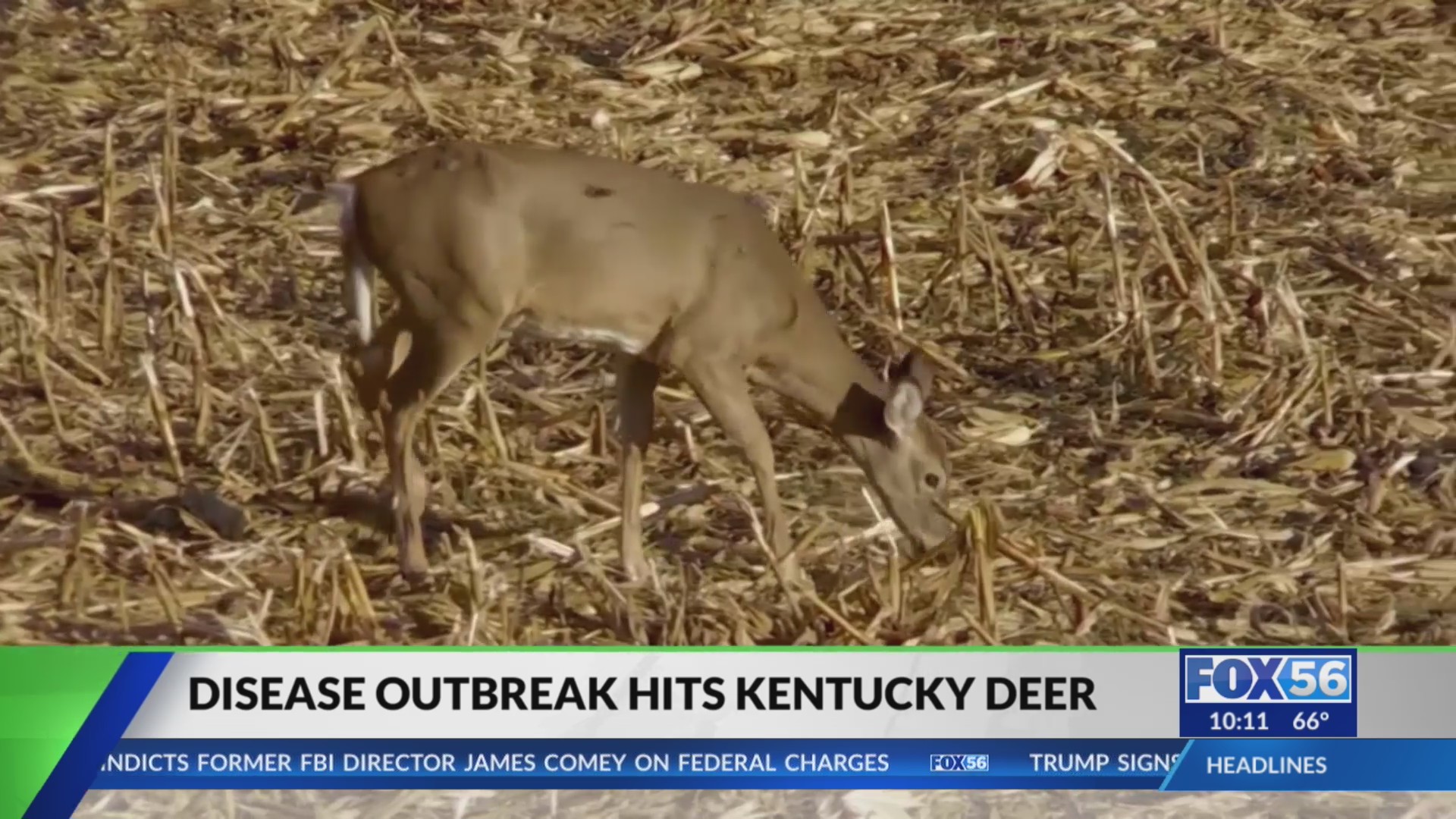 Over 1K Kentucky deer dead, sick due to contagious disease outbreak ...