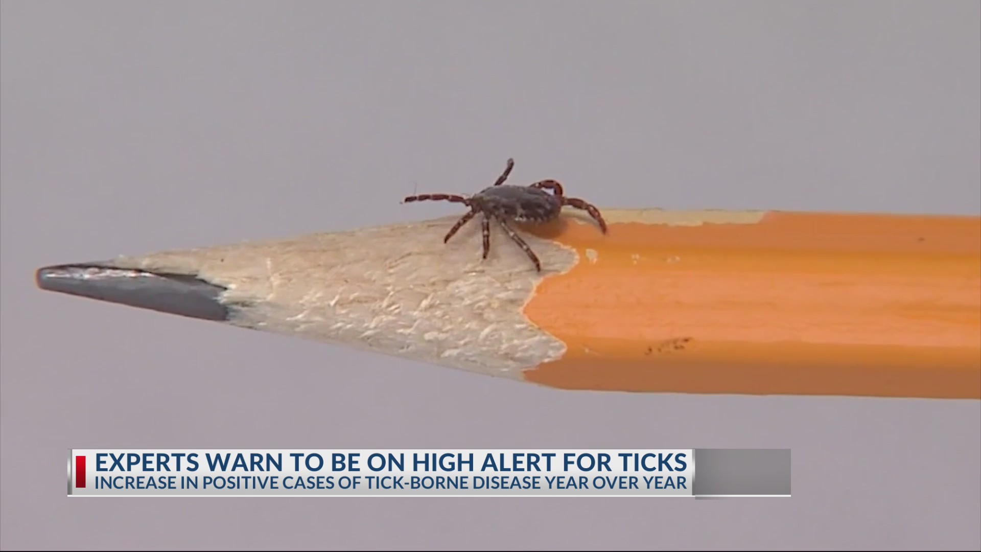 Experts warn to be on high alert for ticks – NBC4 WCMH-TV