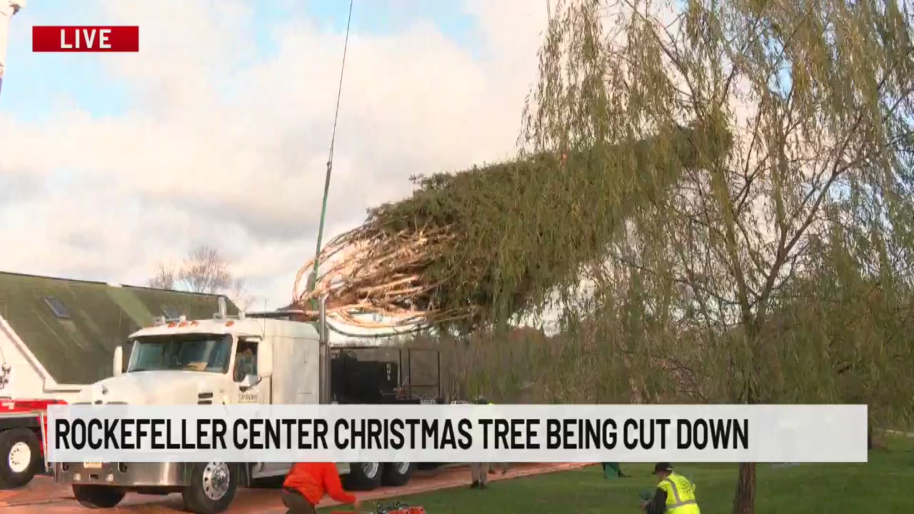 Rockefeller Center Christmas Tree being cut down – NEWS10 ABC