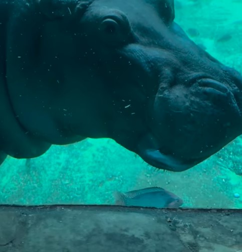 Hippos and Fish Share Cool ‘Mutualistic Relationship’ at Memphis Zoo – WNCT
