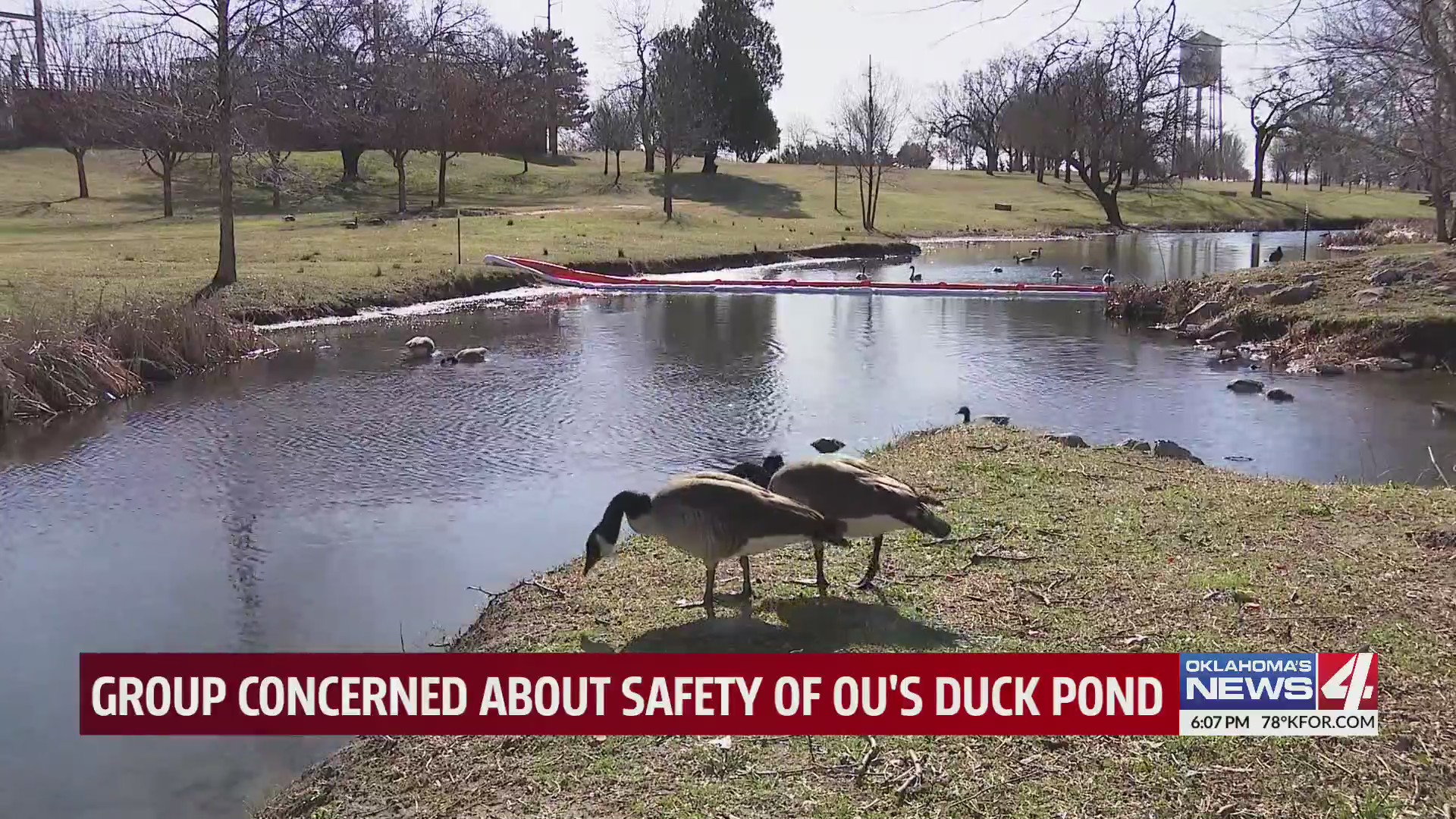 Group concerned about safety of OU’s duck pond – KFOR.com Oklahoma City