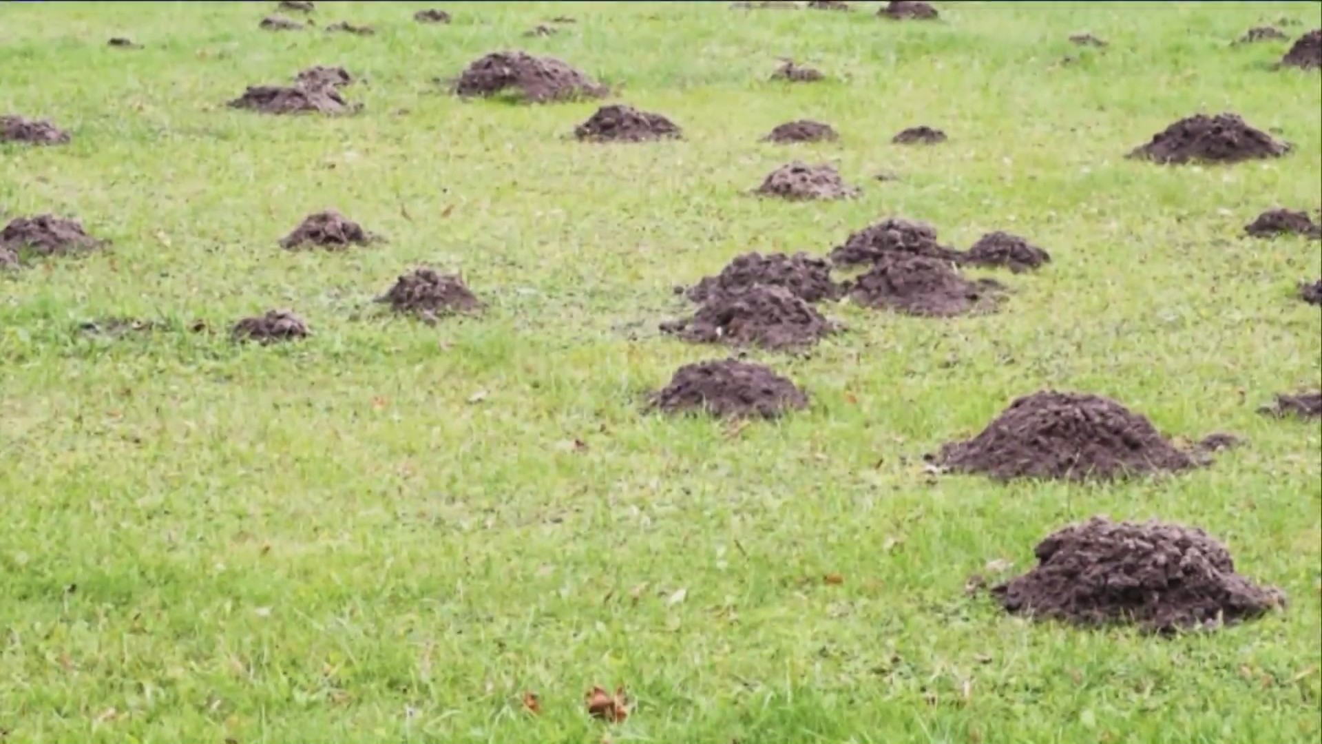 Tis the season for invasive yard moles – FOX 2