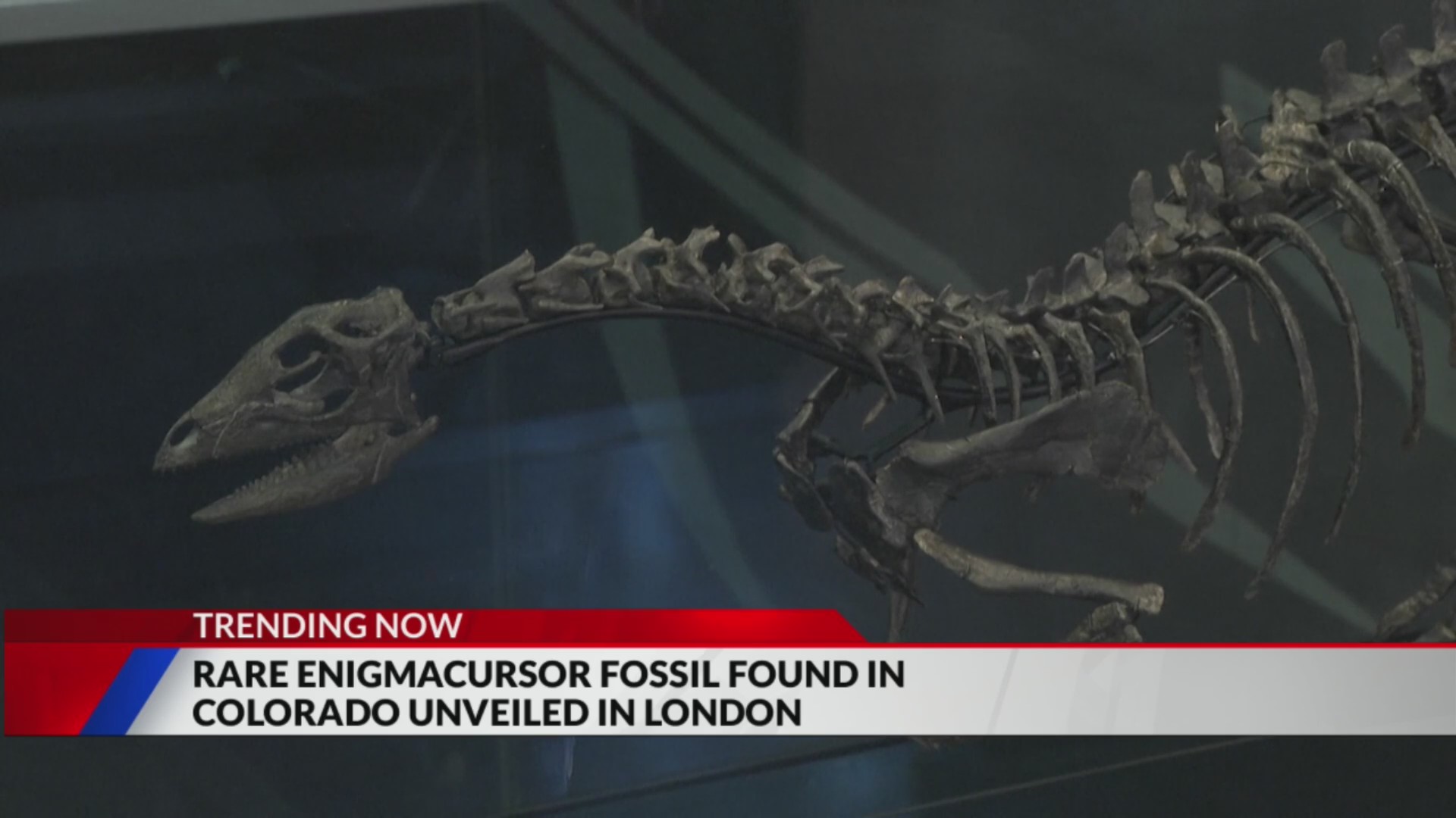 Rare dinosaur fossil found in Colorado unveiled to public at museum in ...