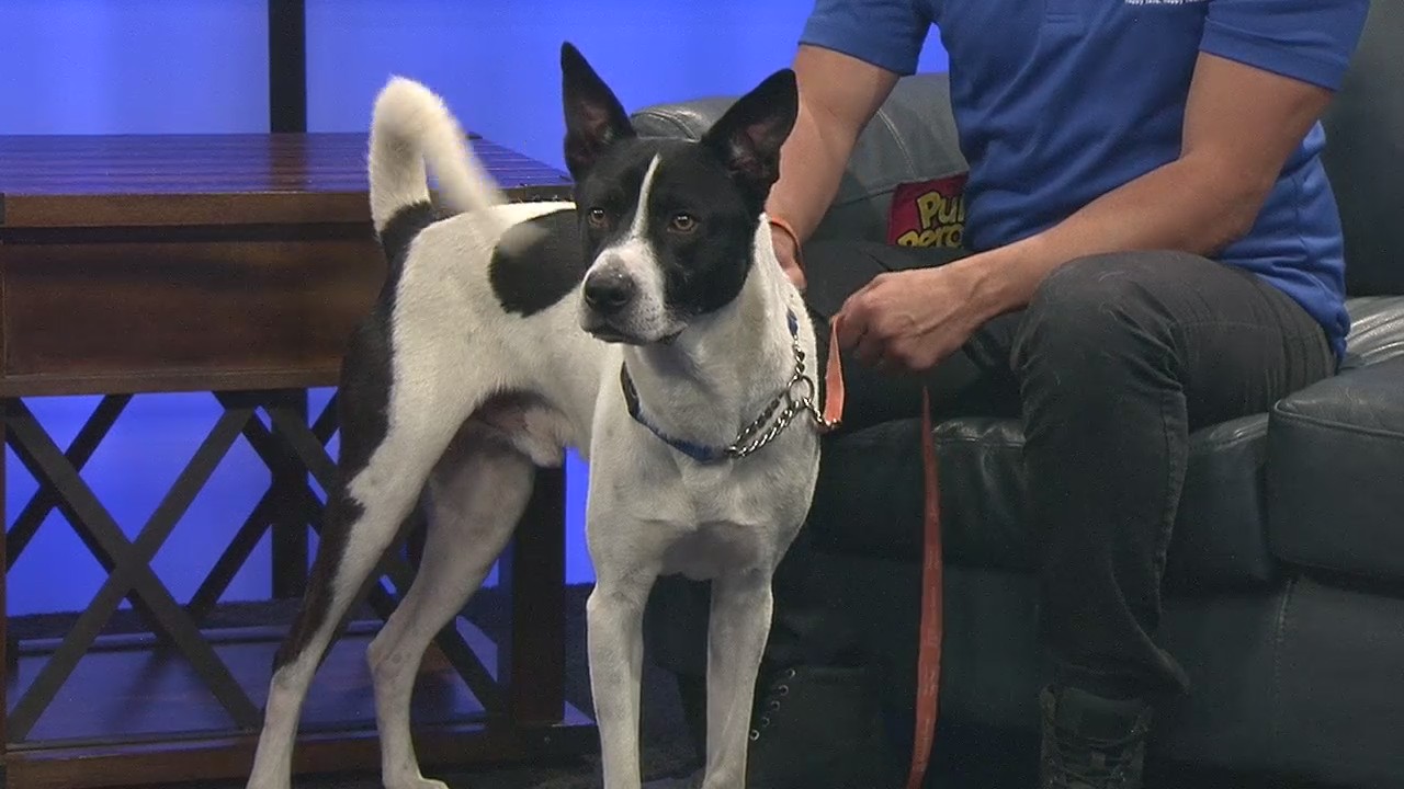 Home Sweet Home: Meet Axel – FOX21 News Colorado