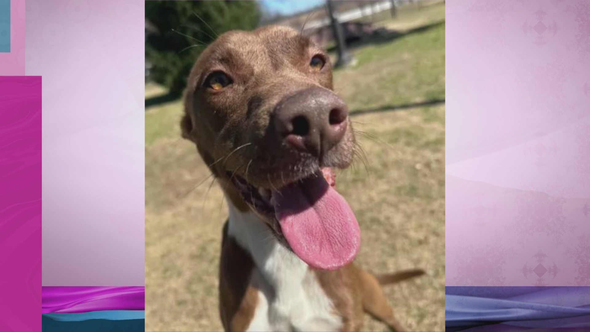 Meet Demure! A Sweet & Gentle Pup Who Needs a Loving Home! – WREG.com