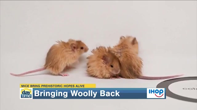 Scientists ‘bringing woolly back’! | Daytime – WFLA