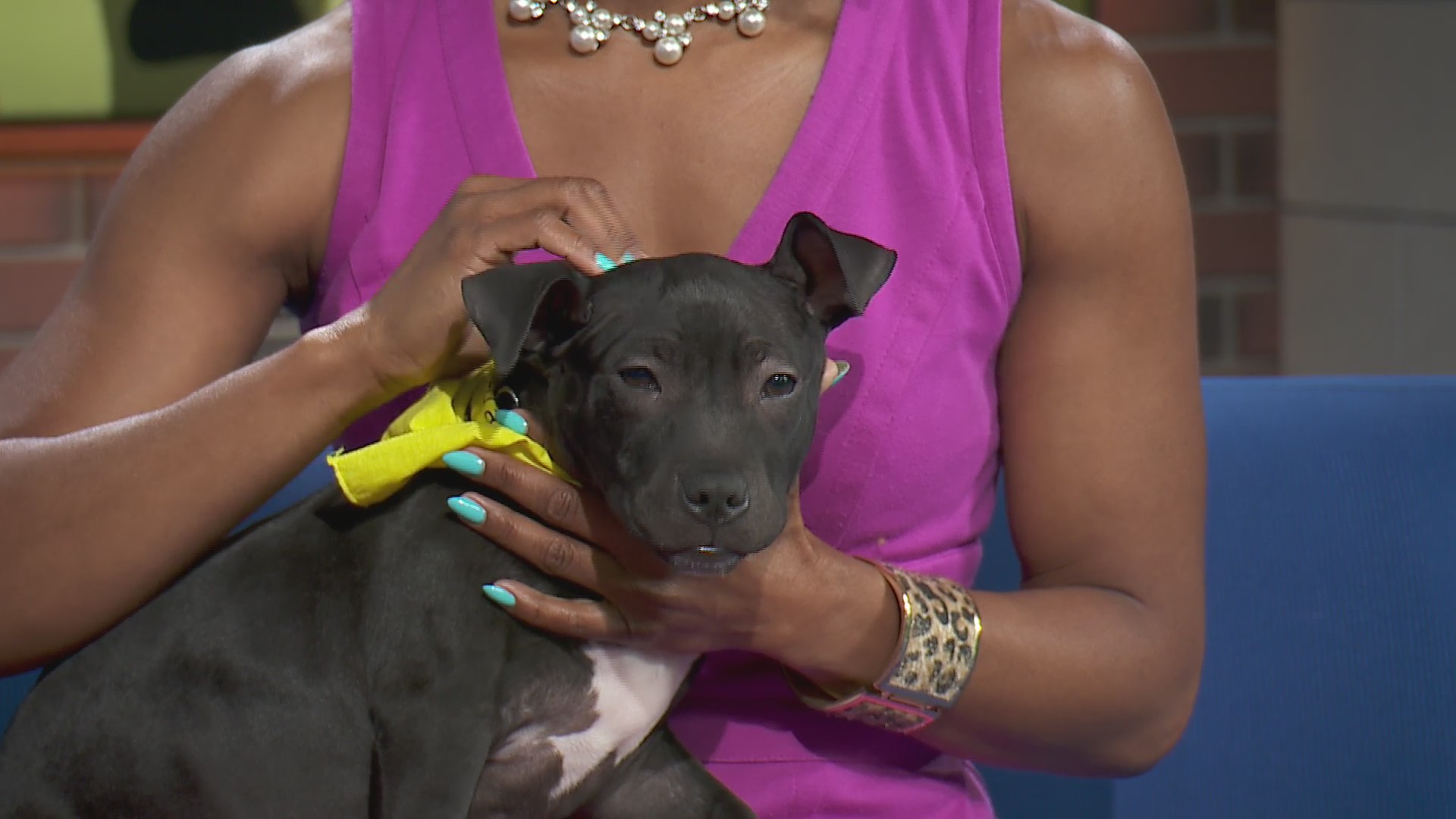 PAWS Chicago Pet of the Week: Sweetie – WGN-TV