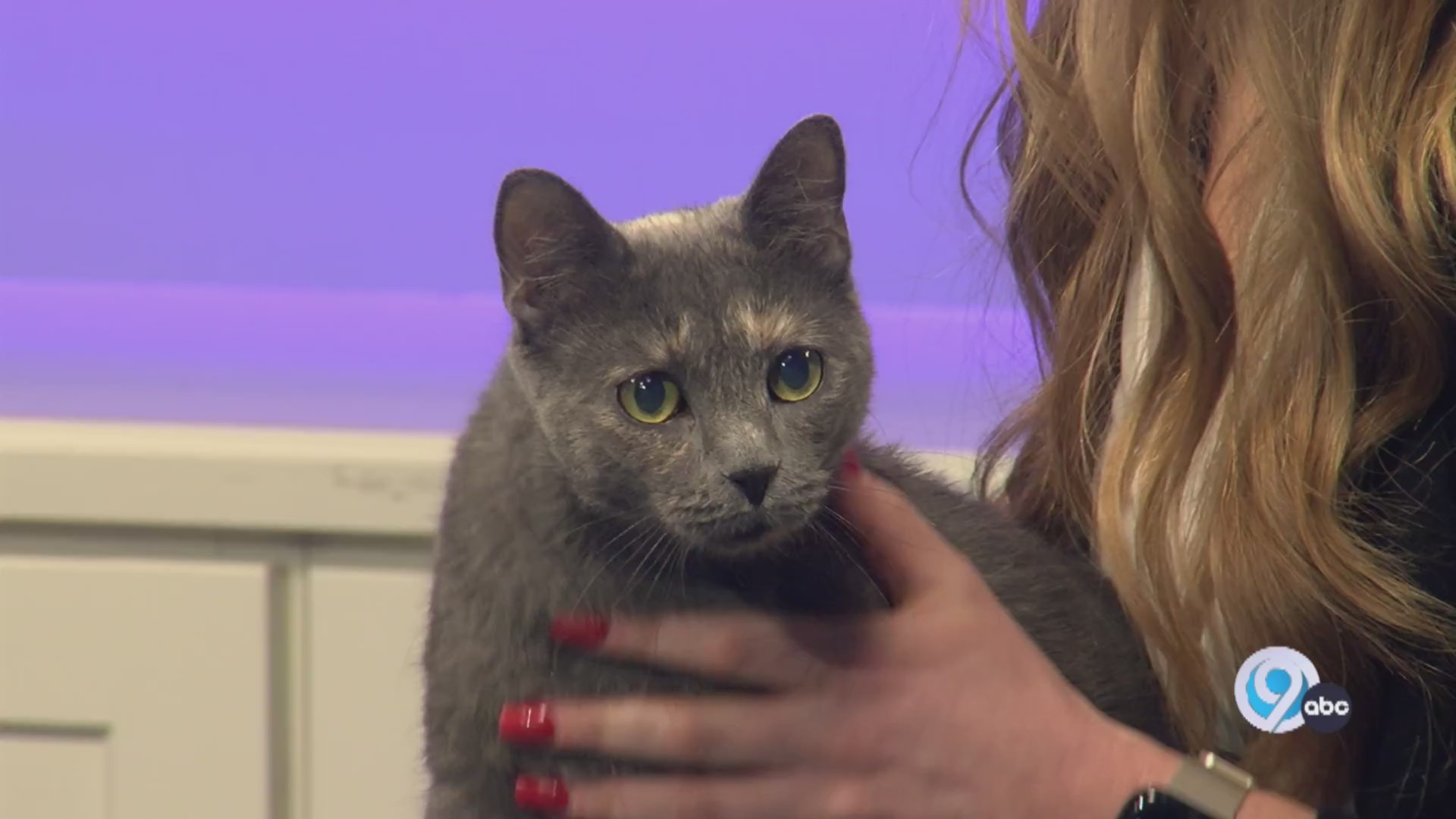 Adoptable Pet of the Week with the CNY Cat Coalition – WSYR