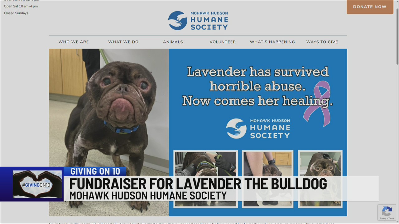 Mohawk Hudson Humane Society fundraises for Lavender – NEWS10 ABC