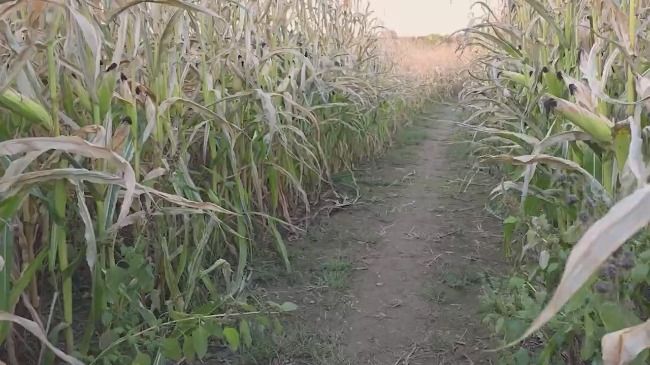 First night for Stalked, a Haunted corn maze – NEWS10 ABC