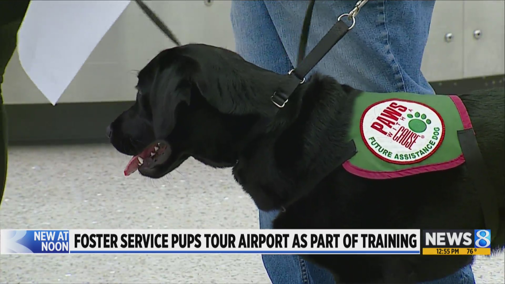 Puppy trainees take a tour of Ford Airport – WOODTV.com