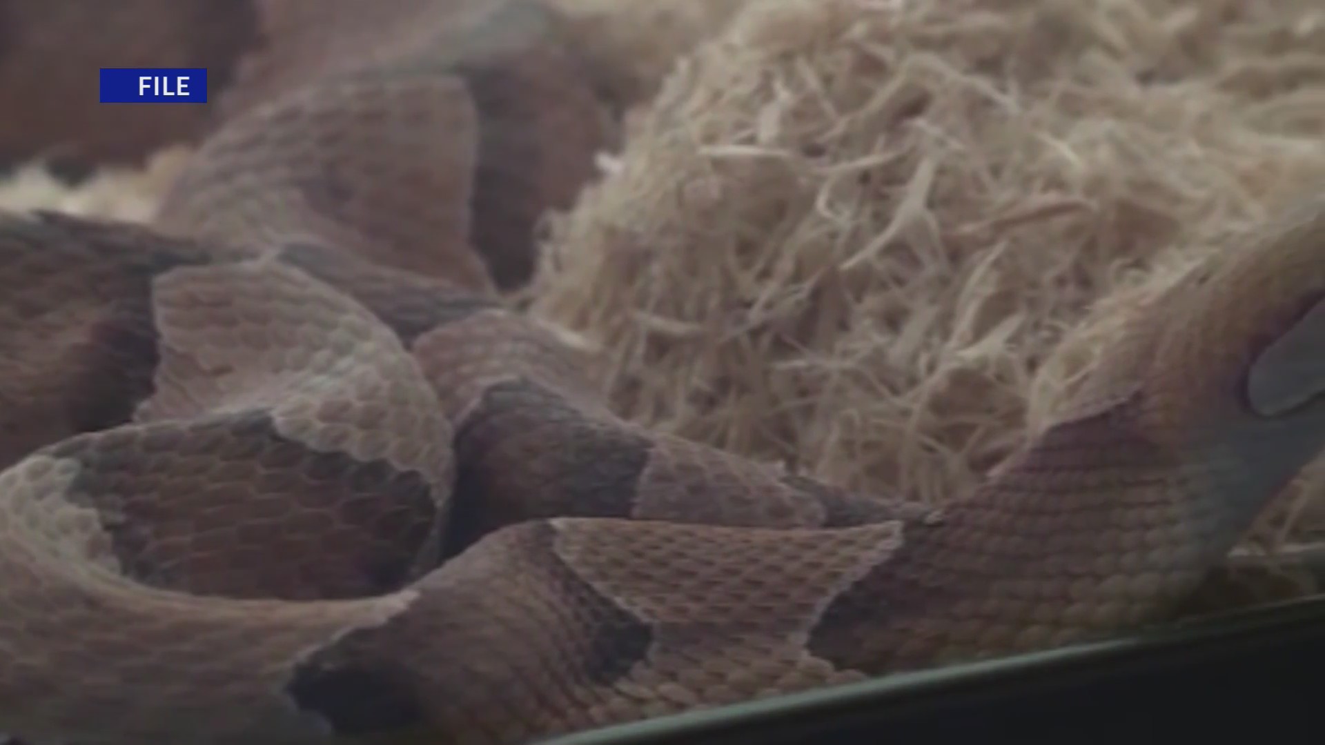Maryland officials warn residents about snakes – DC News Now | DC ...