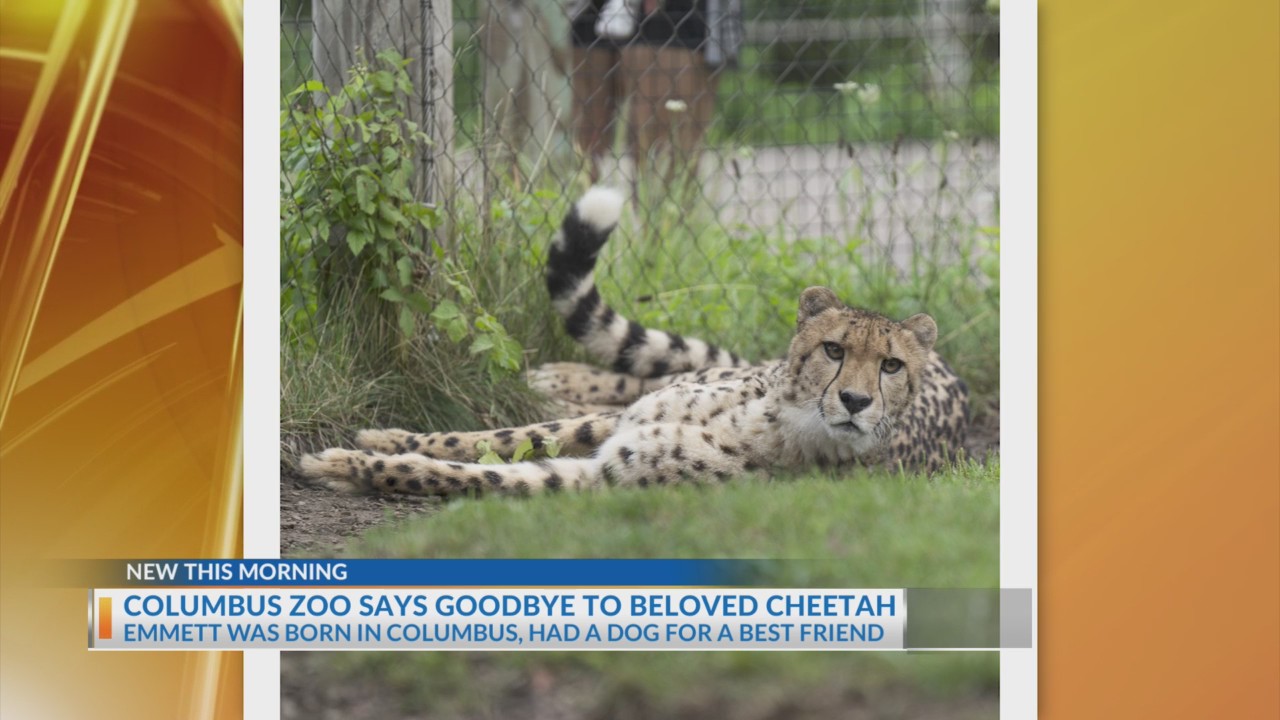 The Columbus Zoo says goodbye to beloved cheetah – WFLA