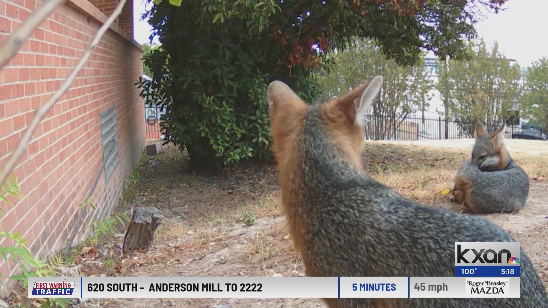 ‘Rabid’ fox bites hiker six times in rare fox attack – WSPA 7NEWS