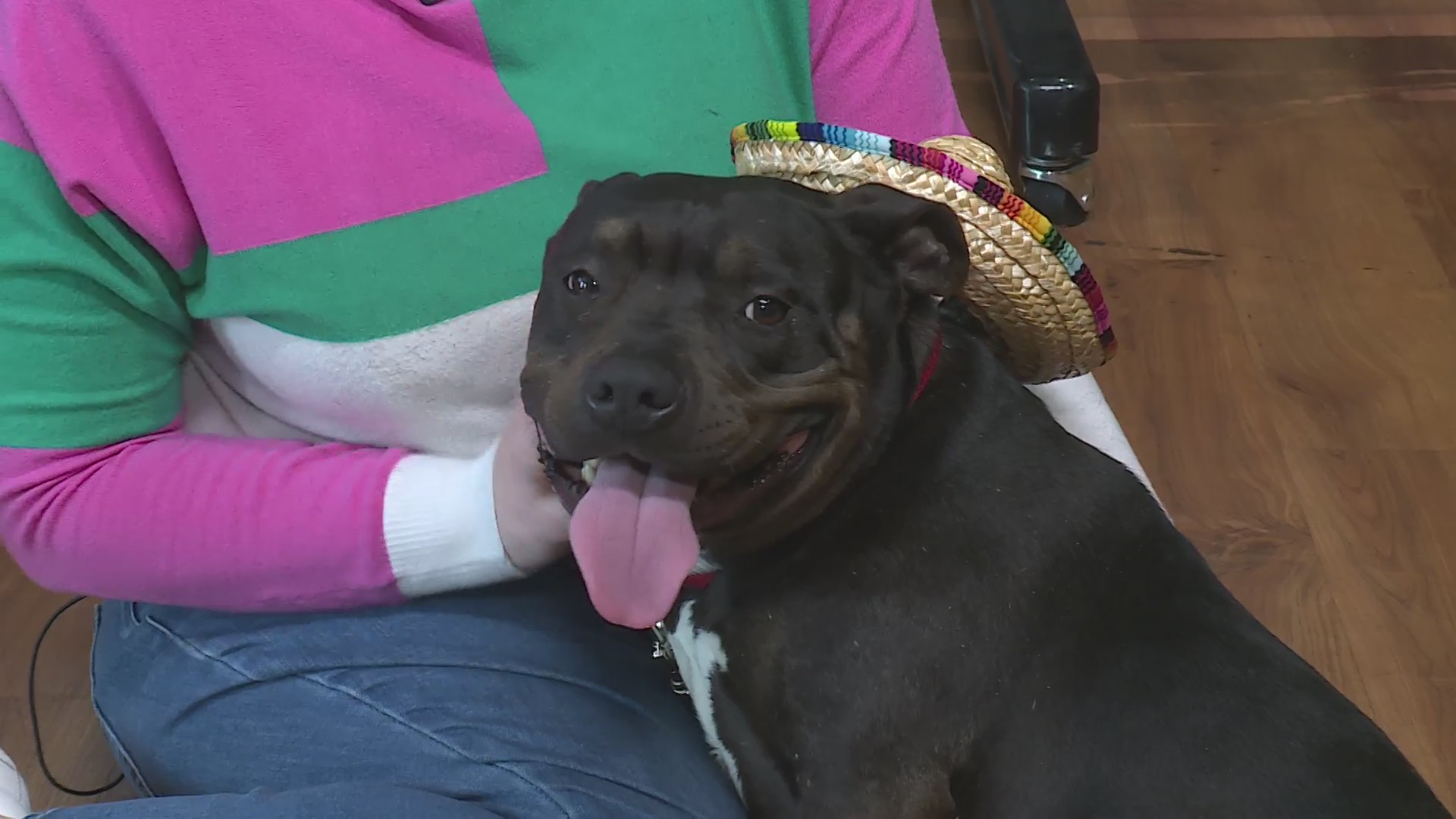 Pet Adoption: Beatrice – FOX 2