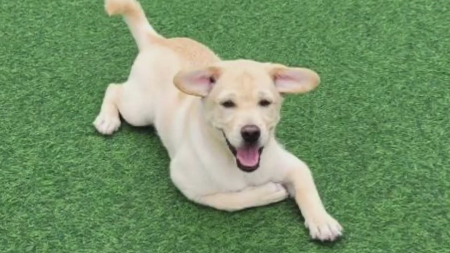 Golden Bond Rescue Has More Than Just Cute Dogs – KOIN.com
