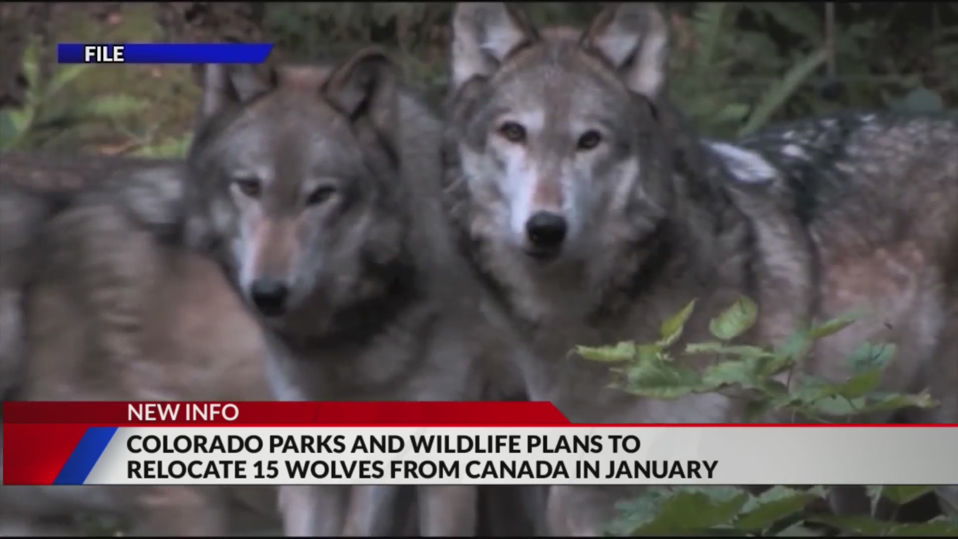 CPW plans to release 15 wolves in January – FOX31 Denver