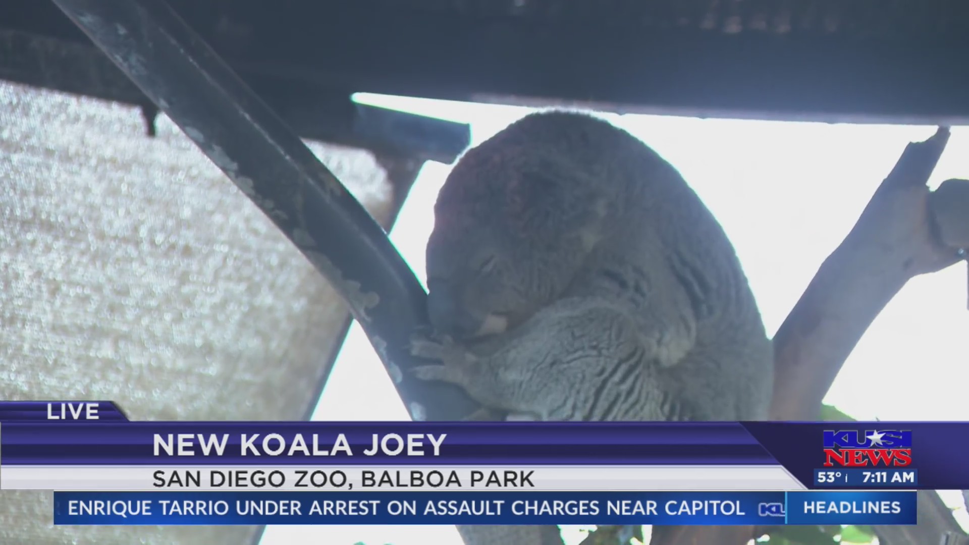 Baby koala born at San Diego Zoo for first time in two years – FOX 5 San Diego & KUSI News