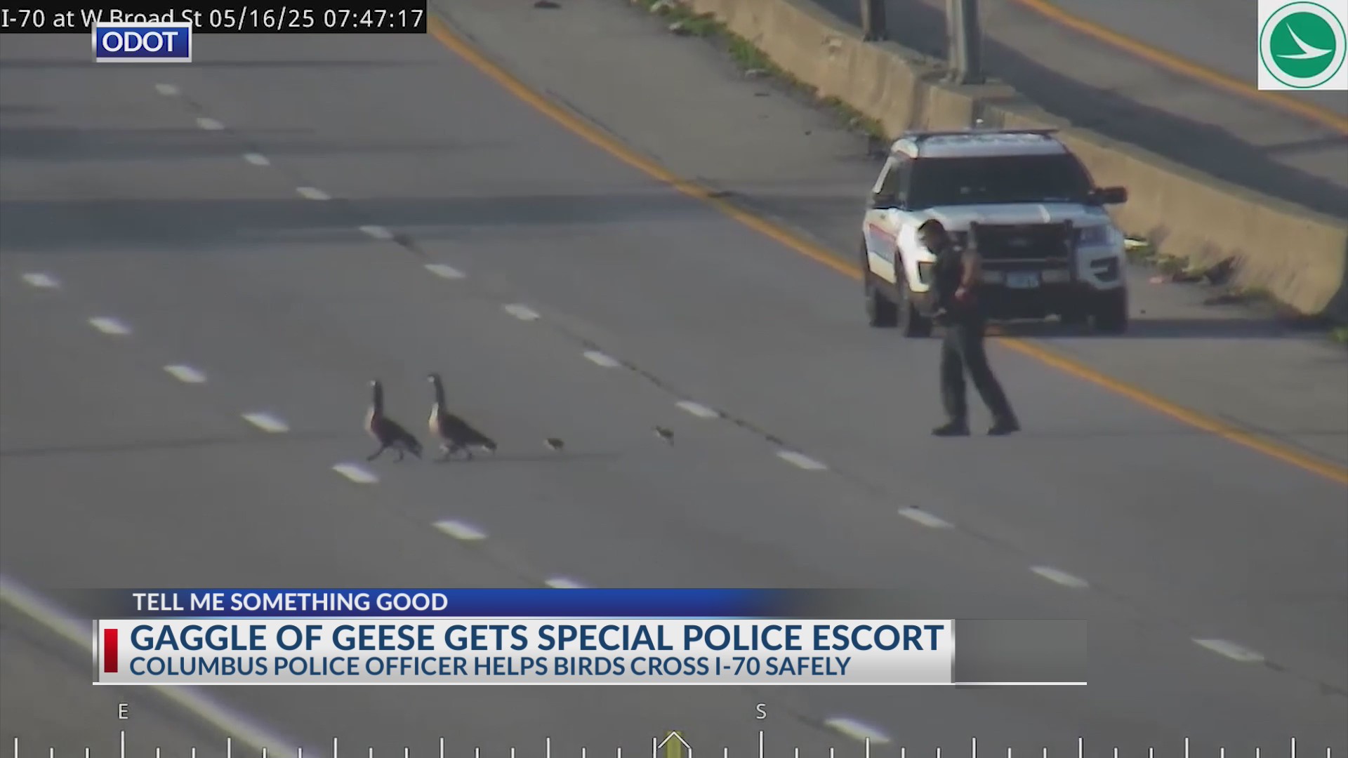 Gaggle of geese gets special police escort – NBC4 WCMH-TV