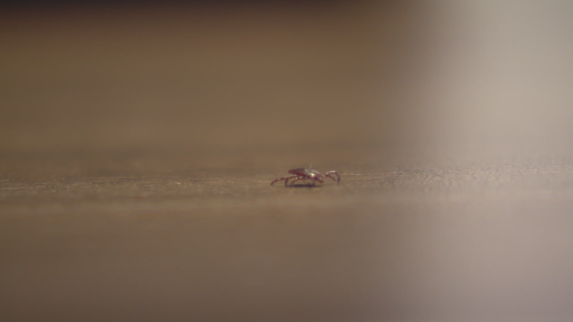 Uptick in ticks: What to know about the burrowing bug and how to stay ...