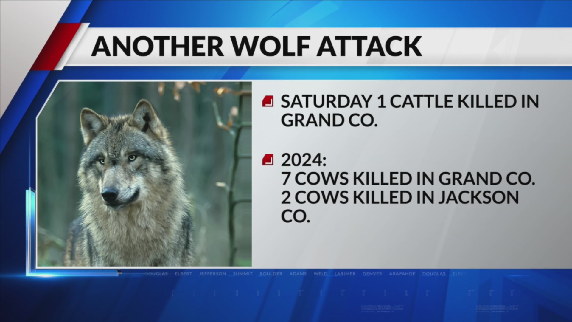 New Colorado wolf depredation confirmed in Grand County – FOX31 Denver