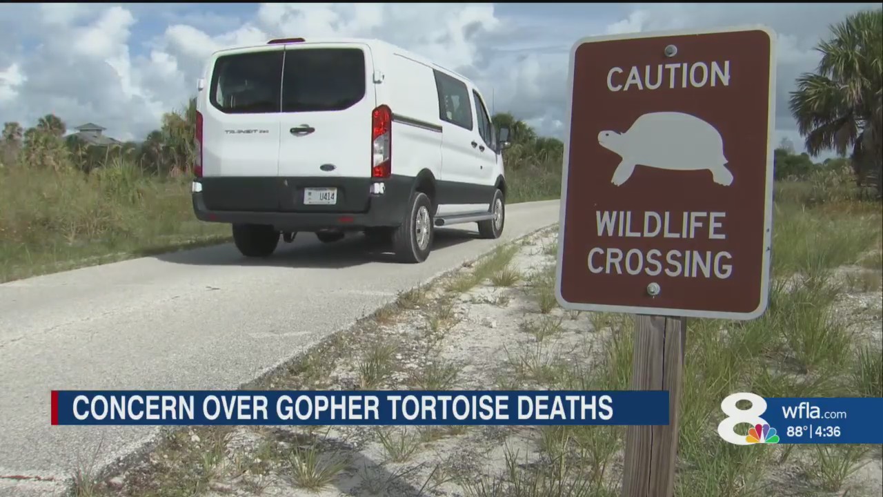 Gopher Tortoise deaths cause concern at Honeymoon Island State Park – WFLA