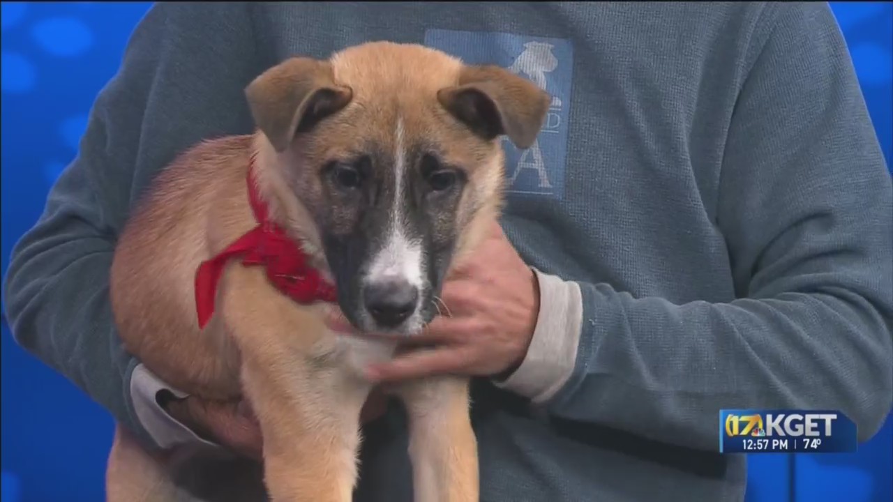 Pet of the Week: Pepe – KGET 17 News