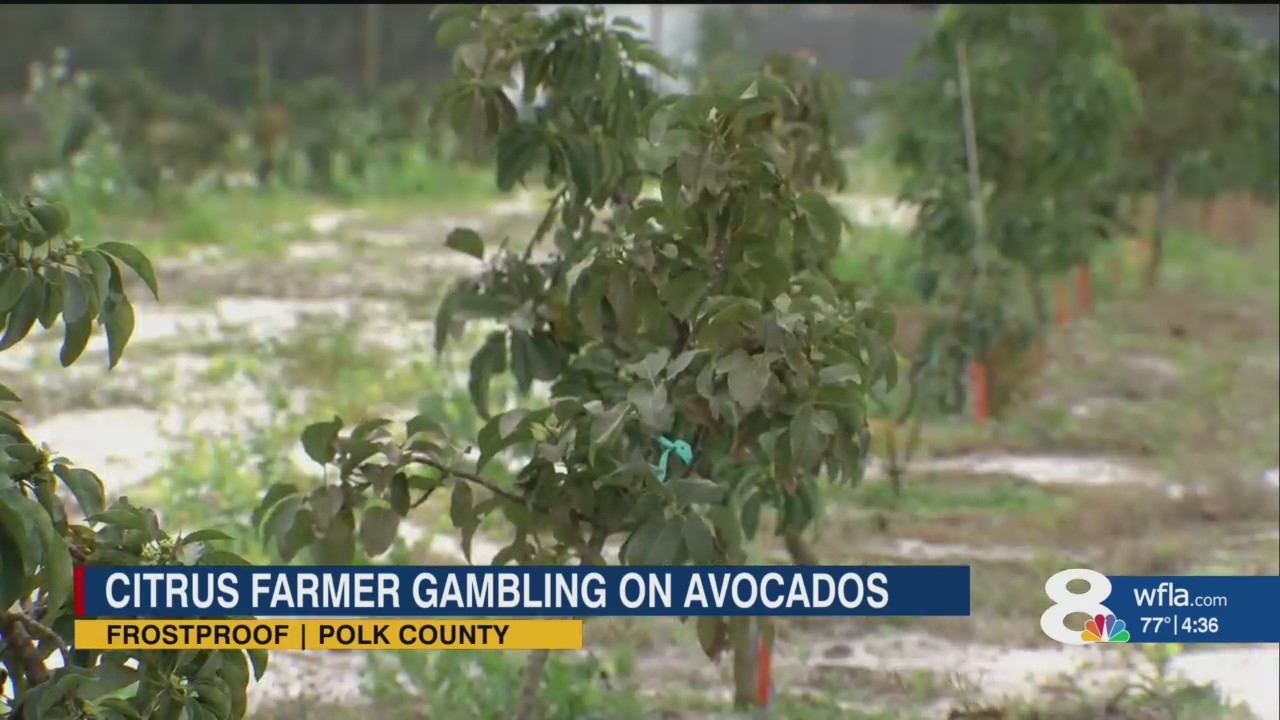 Region’s first avocado grower provides update on switch from citrus – WFLA